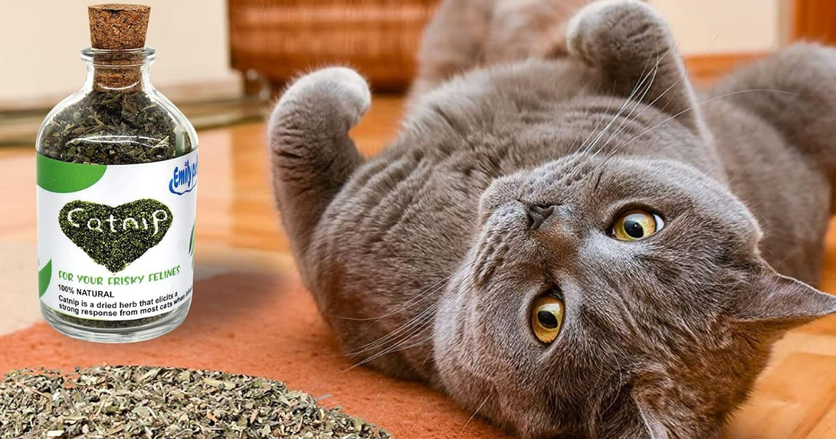Why Is Catnip Important For Cats?